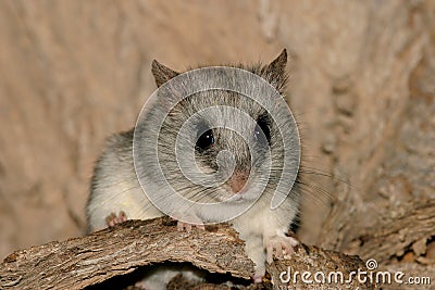 (Acacia) Tree Rat Royalty Free Stock Photo - Image: 950805