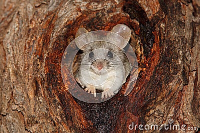 Acacia Tree Rat Stock Photo - Image: 49641187