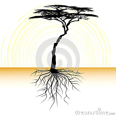 Acacia Tree With A Root Stock Images - Image: 26437114