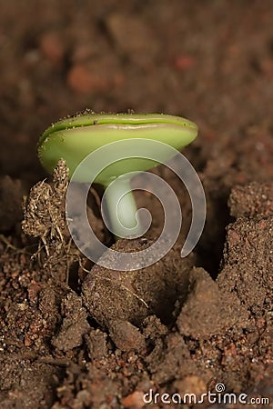Acacia Tree Seed Germinating Stock Image - Image: 12562531