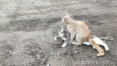 Accouplement de chats banque de vidéos. Vidéo du chat - 79218938