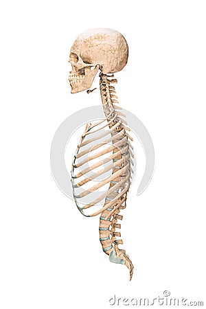 Accurate Lateral Or Profile View Of Axial Bones Of Human Skeletal ...
