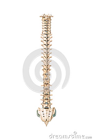 Accurate Posterior Or Back View Of Human Spine Bones Or Vertebrae ...