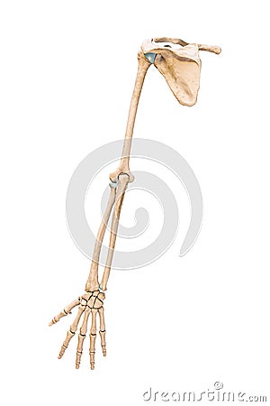 Accurate Posterior Or Rear View Of The Arm Or Upper Limb Bones Of The ...