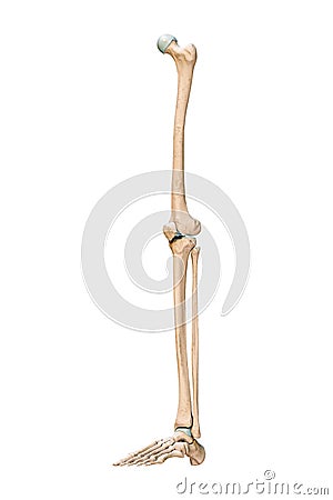 Accurate Three-quarter Anterior Or Front View Of The Leg Or Lower Limb ...