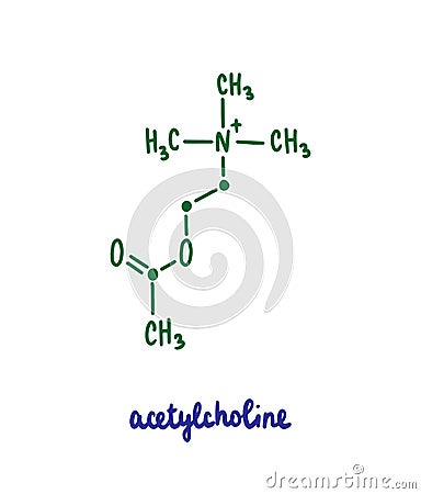 Acetylcholine Hand Drawn Vector Formula Chemical Structure Lettering ...