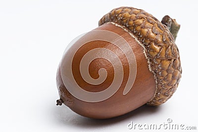 Acorn Stock Images - Image: 6718204