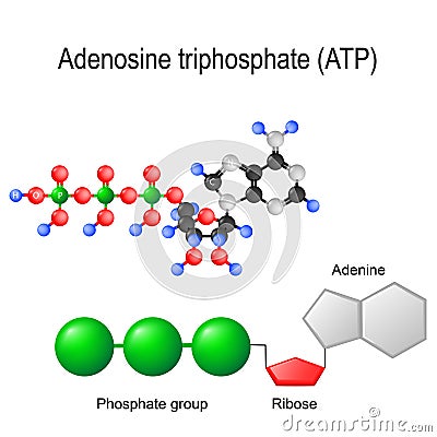 Adenosintriphosphat Atp-Strukturformel Vektor Abbildung - Bild: 80401526