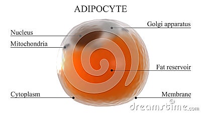 Adipose Cell Structure Illustration Royalty-Free Cartoon ...