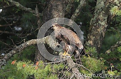 Adolescent Bald Eagle Royalty-Free Stock Photography | CartoonDealer ...