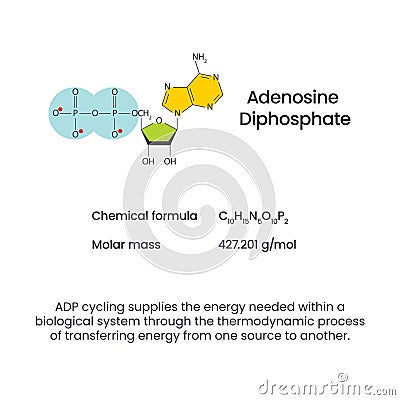 Adenosine Diphosphate ADP Science Vector Infographic | CartoonDealer ...