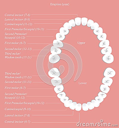 Adult Dental Chart Stock Image - Image: 15770281