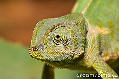 Chameleon looking down stock photo. Image of creature - 4641792