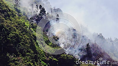 Advancing Forest Fire in the Wind Stock Video - Video of forest ...