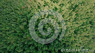 Aerial Drone Shot Over the Forest. Drone Rise Up and Rotates Stock ...