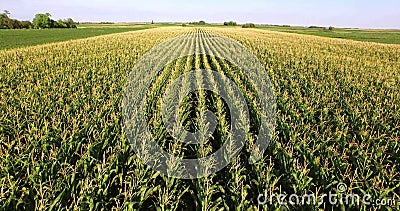 Aerial Flight Over Corn Plant Field Stock Footage - Video of food ...