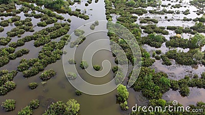 Aerial Look Down Marsh at Wetland Stock Video - Video of marsh, aquatic ...