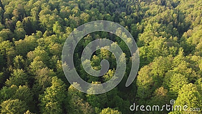 Aerial Top View of the Green Forest in Spring Stock Footage - Video of ...