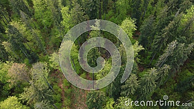 Aerial Top View of the Green Forest in Spring Stock Footage - Video of ...