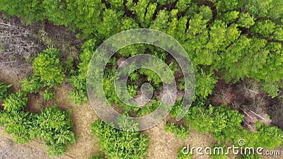 Aerial Top View of Spring Trees in Forest with Bird Stock Video - Video ...