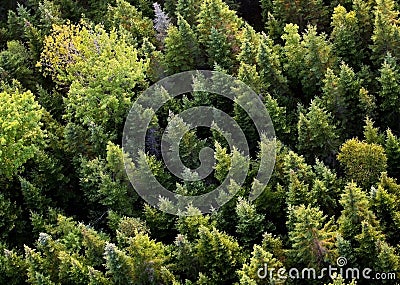Aerial Trees Royalty Free Stock Photography - Image: 11052567