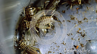 Aerial View of Crickets in Small Clear Plastic Container Stock Video ...