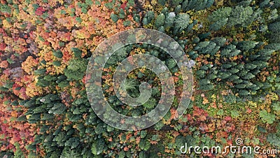 Aerial View of Fall Foliage in Utah Stock Footage - Video of nature ...