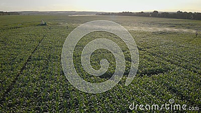 Aerial View Field with Rows of Corn and Center Pivot Irrigation System ...
