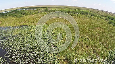 Florida Everglades Cypress National Park Swamp Stock Footage - Video of ...
