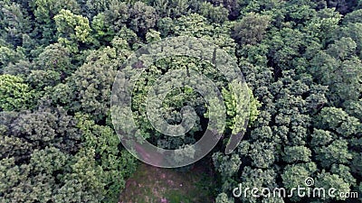 Aerial View of Green Forest Treetops from Above in Air Plane Flight ...