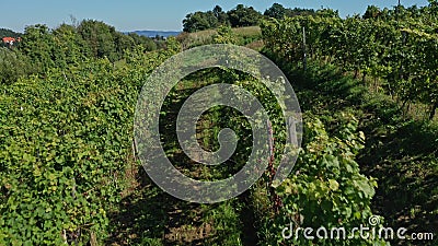 Aerial View of Vineyard, Flying through Rows of Grapevine, Grape ...