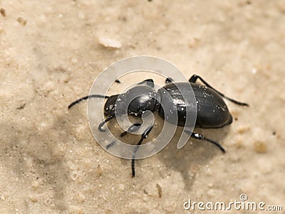 Aff Scaurus Corpse Of Beetle Semi Buried In Plaster Ground Royalty-Free ...