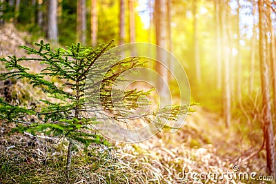 Afforestation. Young Spruce Planted On Plot With Nature Soil, Spruce ...