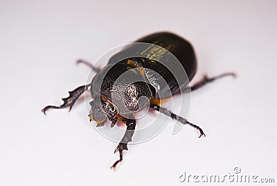 African Black Beetle Royalty Free Stock Photo - Image: 17640485