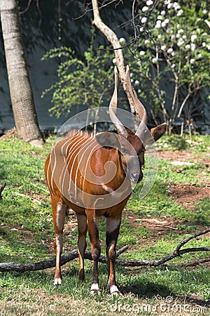 African Bongo Royalty Free Stock Image - Image: 709866