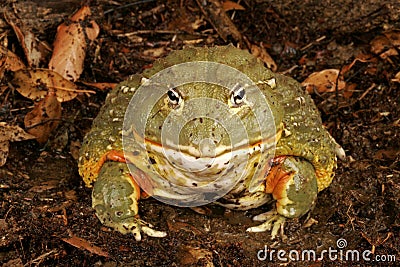 African Bullfrog Stock Photos - Image: 4271943