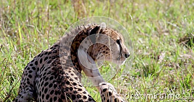 African Cheetah Cat Scratching an Itch Stock Footage - Video of tourism ...
