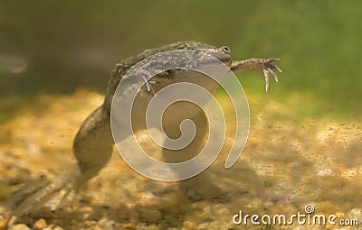 African Clawed Frog Stock Photo - Image: 82736851
