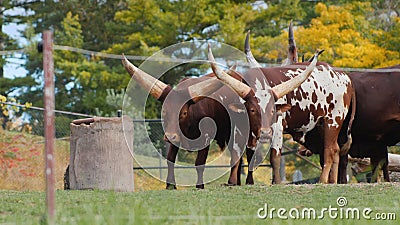 African Cows with Large Horns. Cattle of Kings Stock Footage - Video of ...