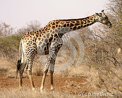 Giraffes, Kalahari Desert, South Africa Stock Photo - Image of ...