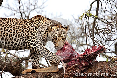 African Leopard Eating Royalty Free Stock Photo - Image: 19876825