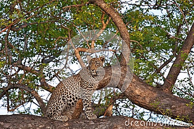 African Leopard In Tree Stock Photos - Image: 18209973