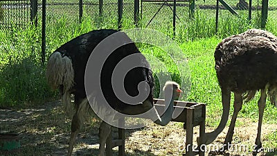 African Ostrich Eat from the Trough Stock Video - Video of outdoors ...