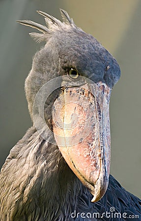 african-shoebill-bird. | Shoebill, Shoebill bird, Pet birds