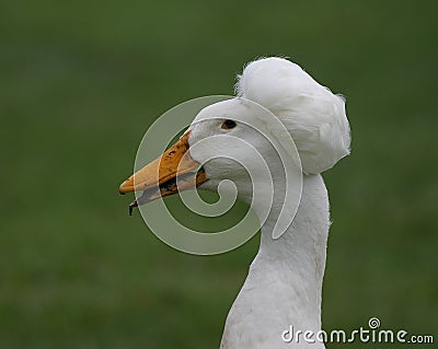 Afro Duck Stock Image - Image: 610181