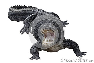 Aggressive Crocodile Stock Image | CartoonDealer.com #20873503
