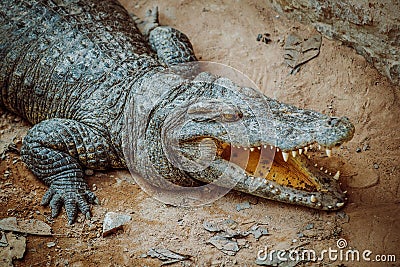 Aggressive Crocodile. Alligators On The Send Bench. Royalty-Free Stock ...