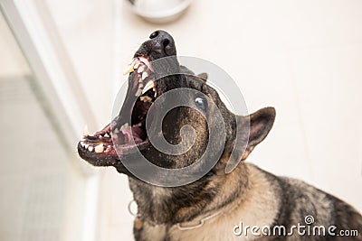 Aggressive German Shepherd Attack And Shows Dangerous Teeth Stock ...