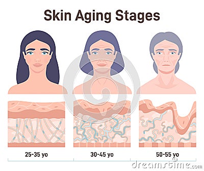 Aging Process. Face Skin Structure Changes. Cross Section Diagram ...