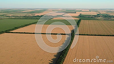 Agricultural Fields Aerial View. Rectangular Fields of Different ...